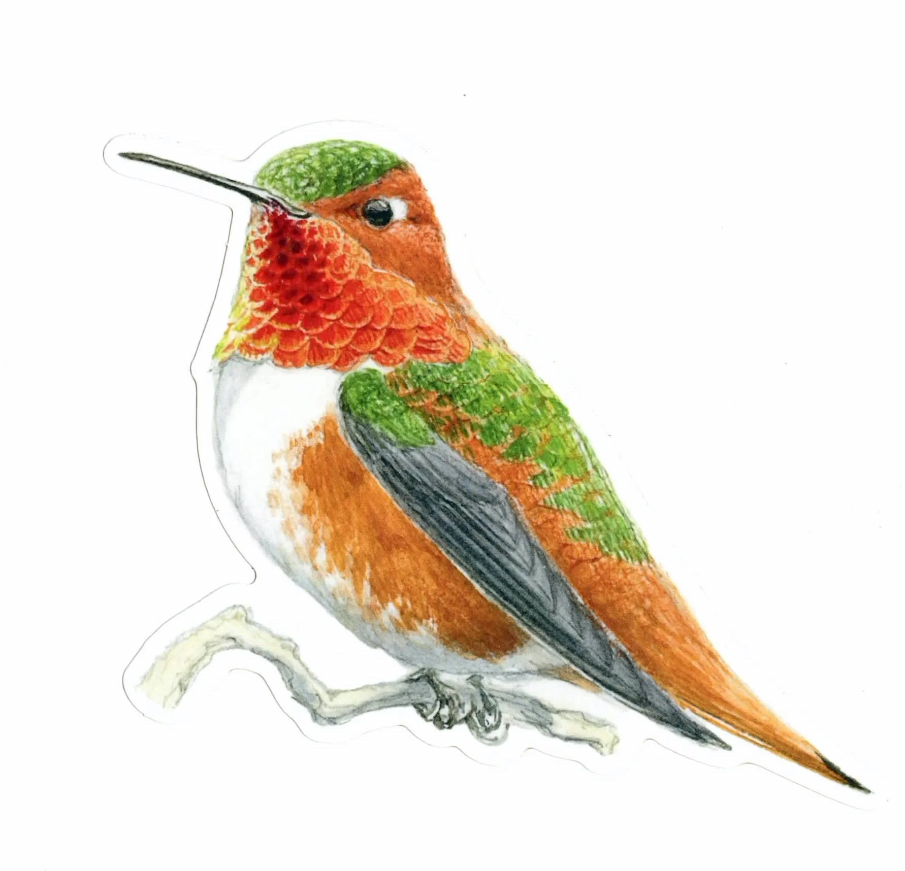 ALLEN'S HUMMINGBIRD - Vinyl Die Cut Sticker — Keith Hansen