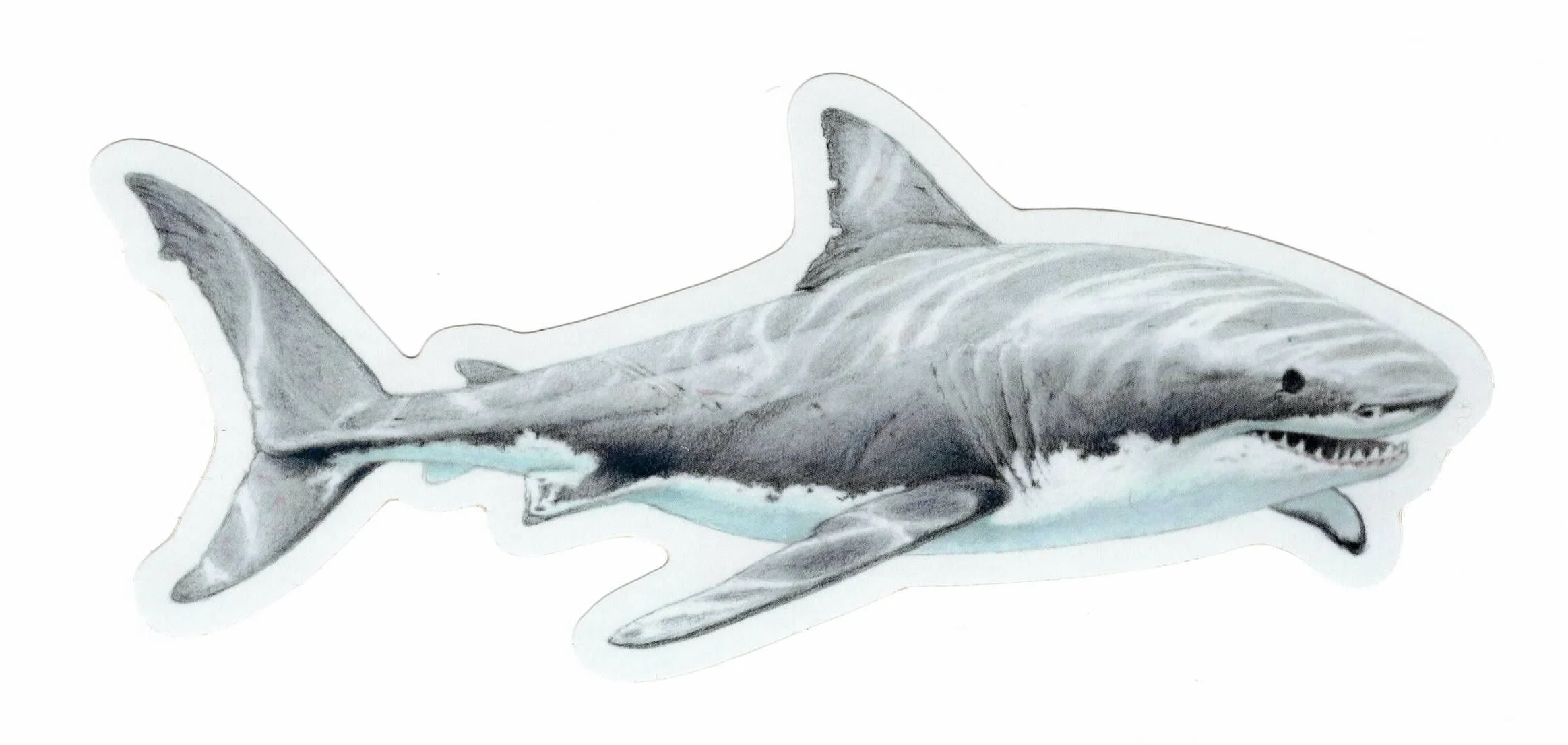 Great White Shark Drawings In Pencil