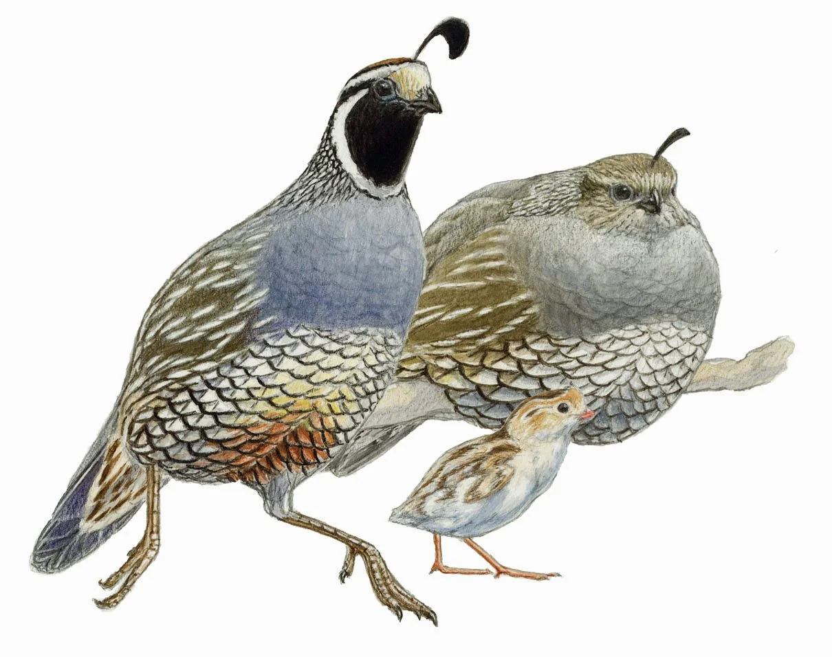 Valley Quail Clipart Image