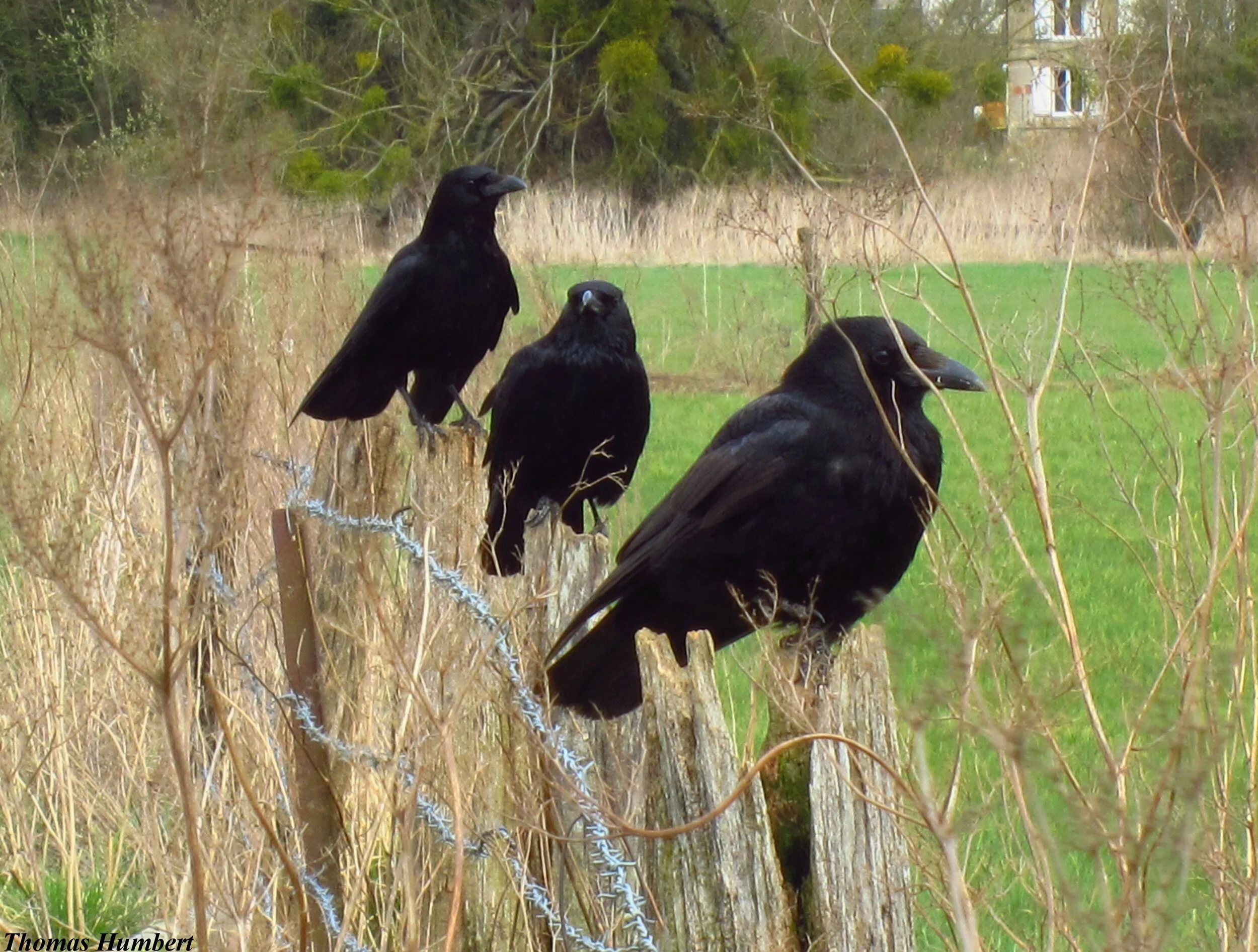 Three Black Crows — Blog