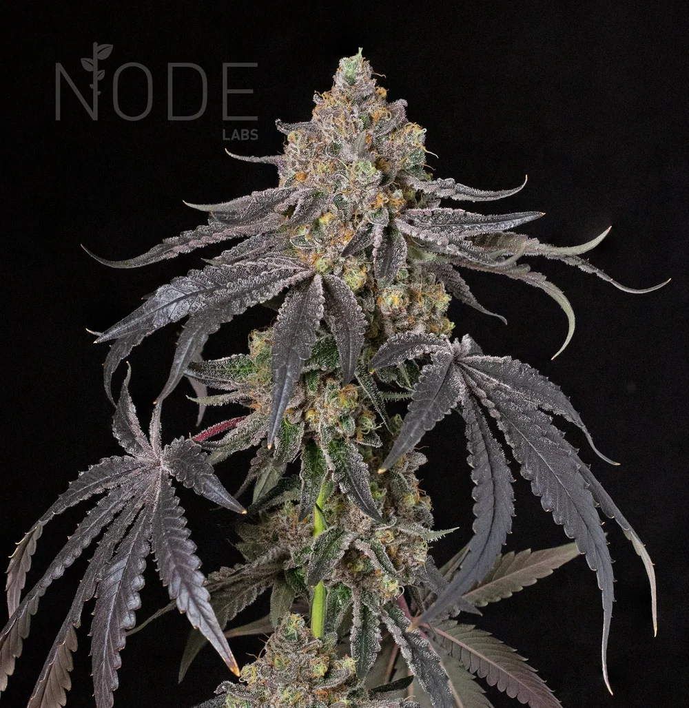 SS x Mike Larry #2 — Node Labs