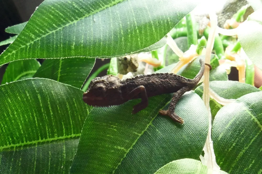 Reptiles, Amphibians, and Arthropods for Sale — RMS Aquaculture Inc.