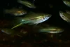Freshwater Fish and Plants For Sale — RMS Aquaculture Inc.