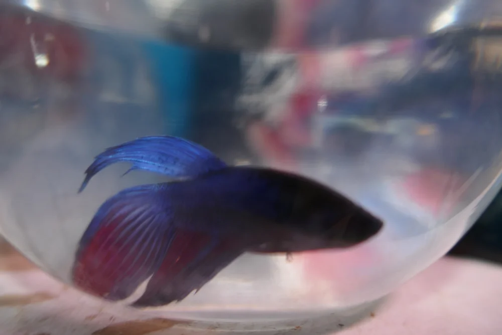 Freshwater Fish and Plants For Sale — RMS Aquaculture Inc.