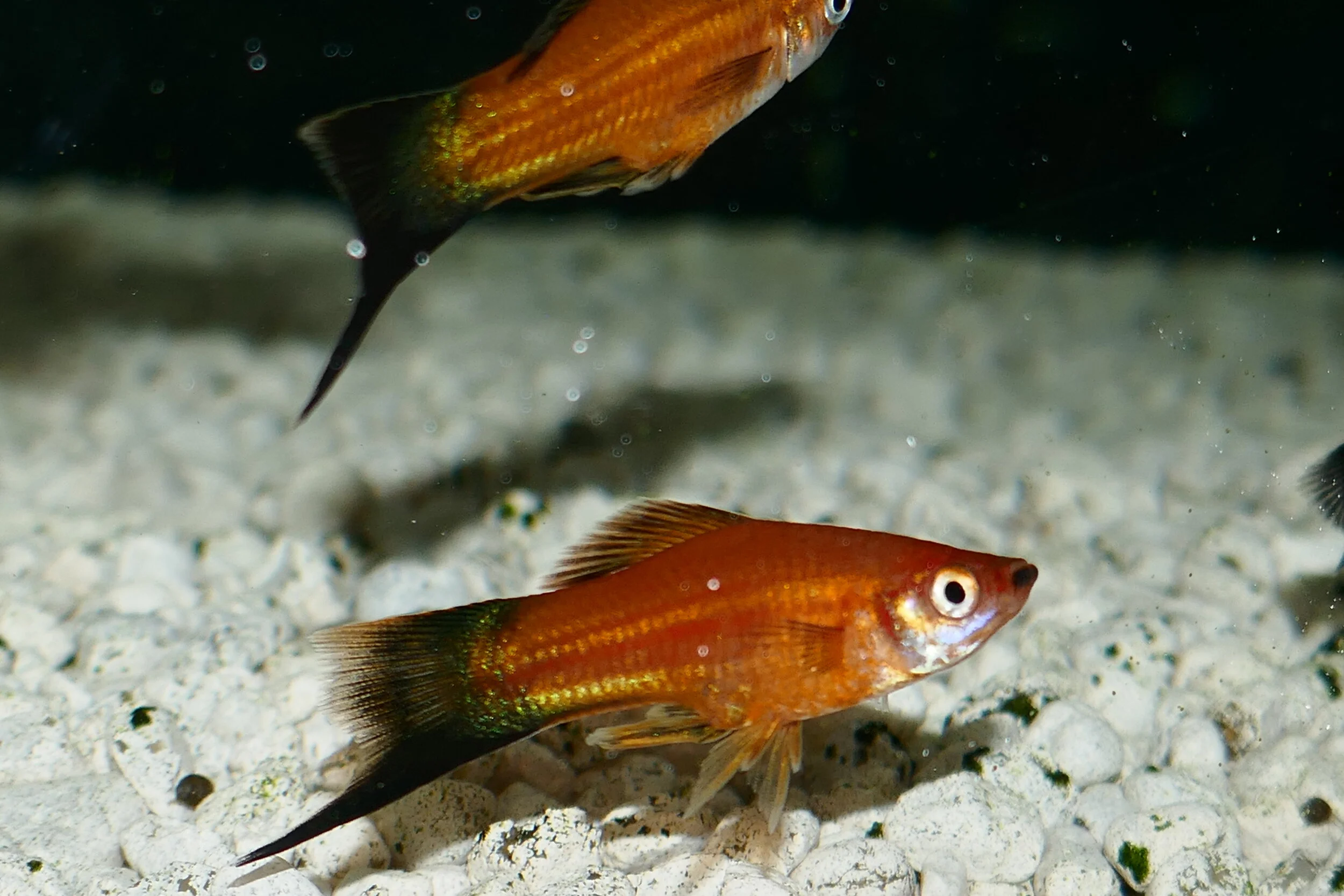 Freshwater Fish and Plants For Sale — RMS Aquaculture Inc.