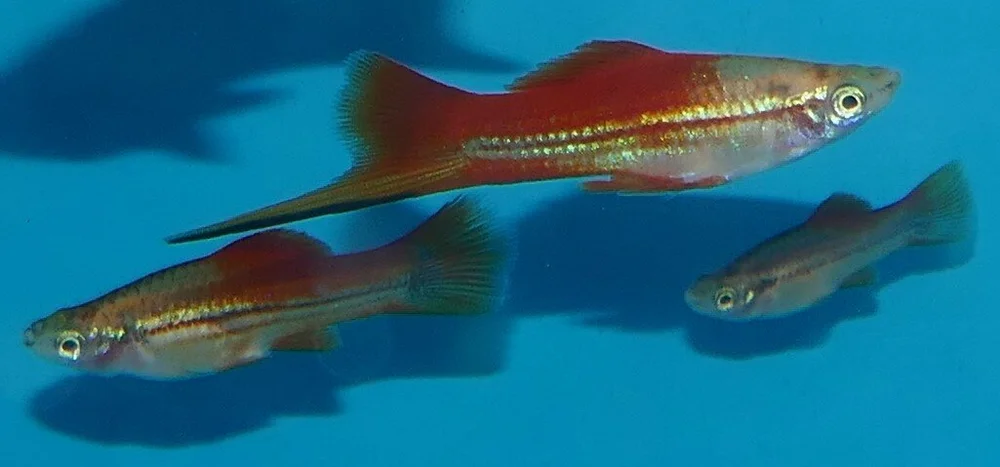 Freshwater Fish and Plants For Sale — RMS Aquaculture Inc.