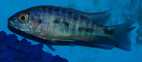 Freshwater Fish and Plants For Sale — RMS Aquaculture Inc.