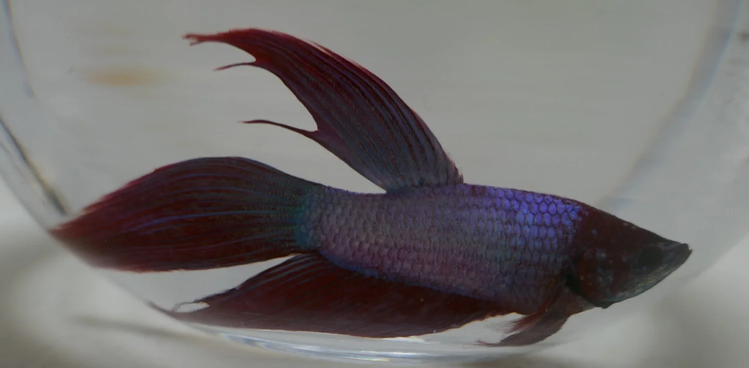 Freshwater Fish and Plants For Sale — RMS Aquaculture Inc.