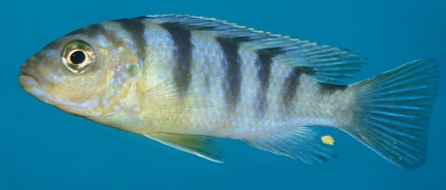 Freshwater Fish and Plants For Sale — RMS Aquaculture Inc.