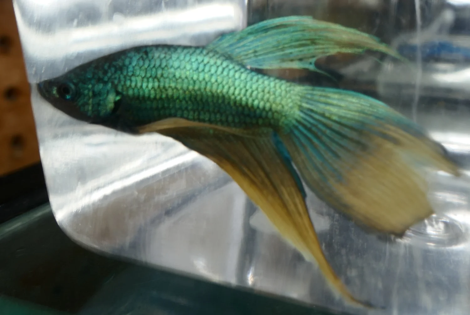 Freshwater Fish and Plants For Sale — RMS Aquaculture Inc.