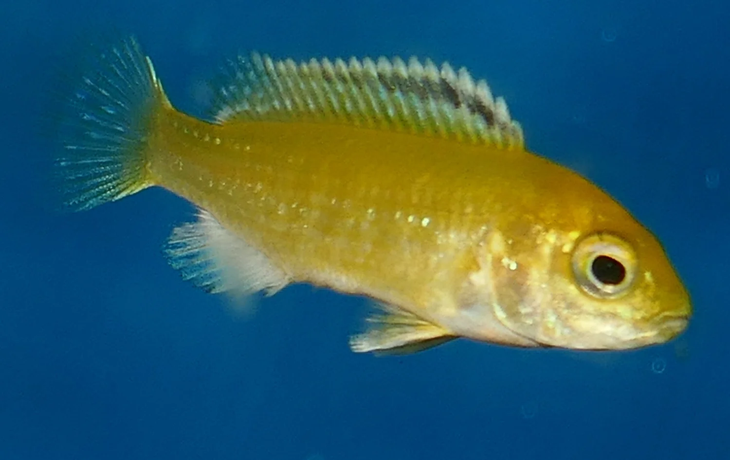 Freshwater Fish and Plants For Sale — RMS Aquaculture Inc.