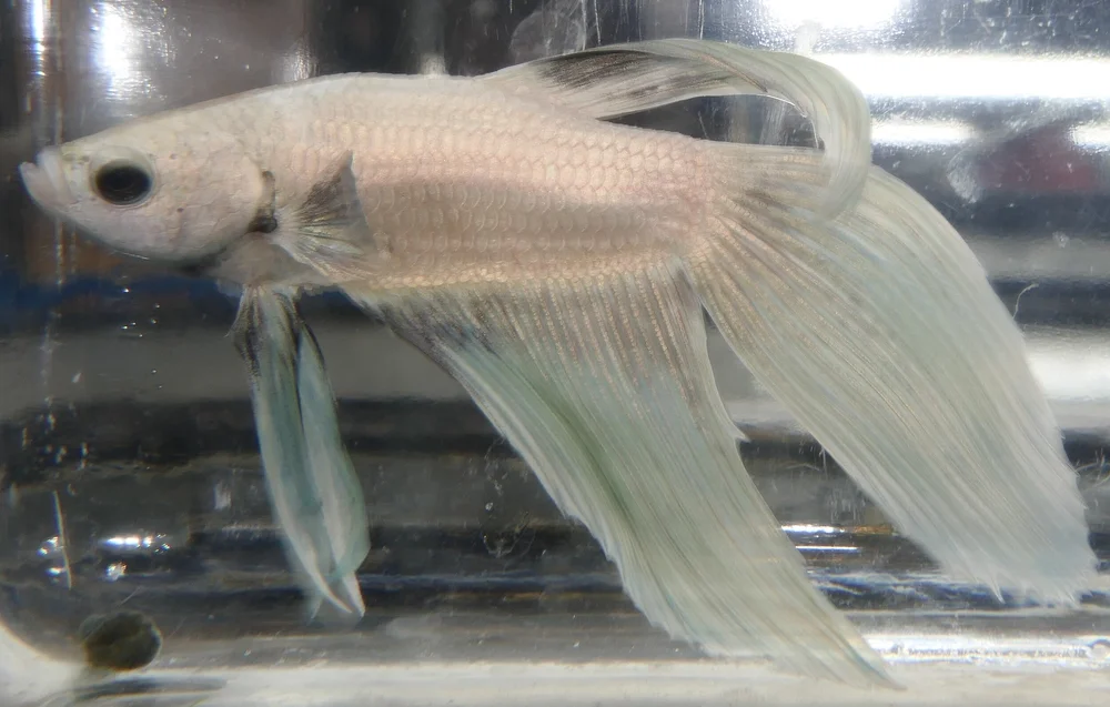 Freshwater Fish and Plants For Sale — RMS Aquaculture Inc.