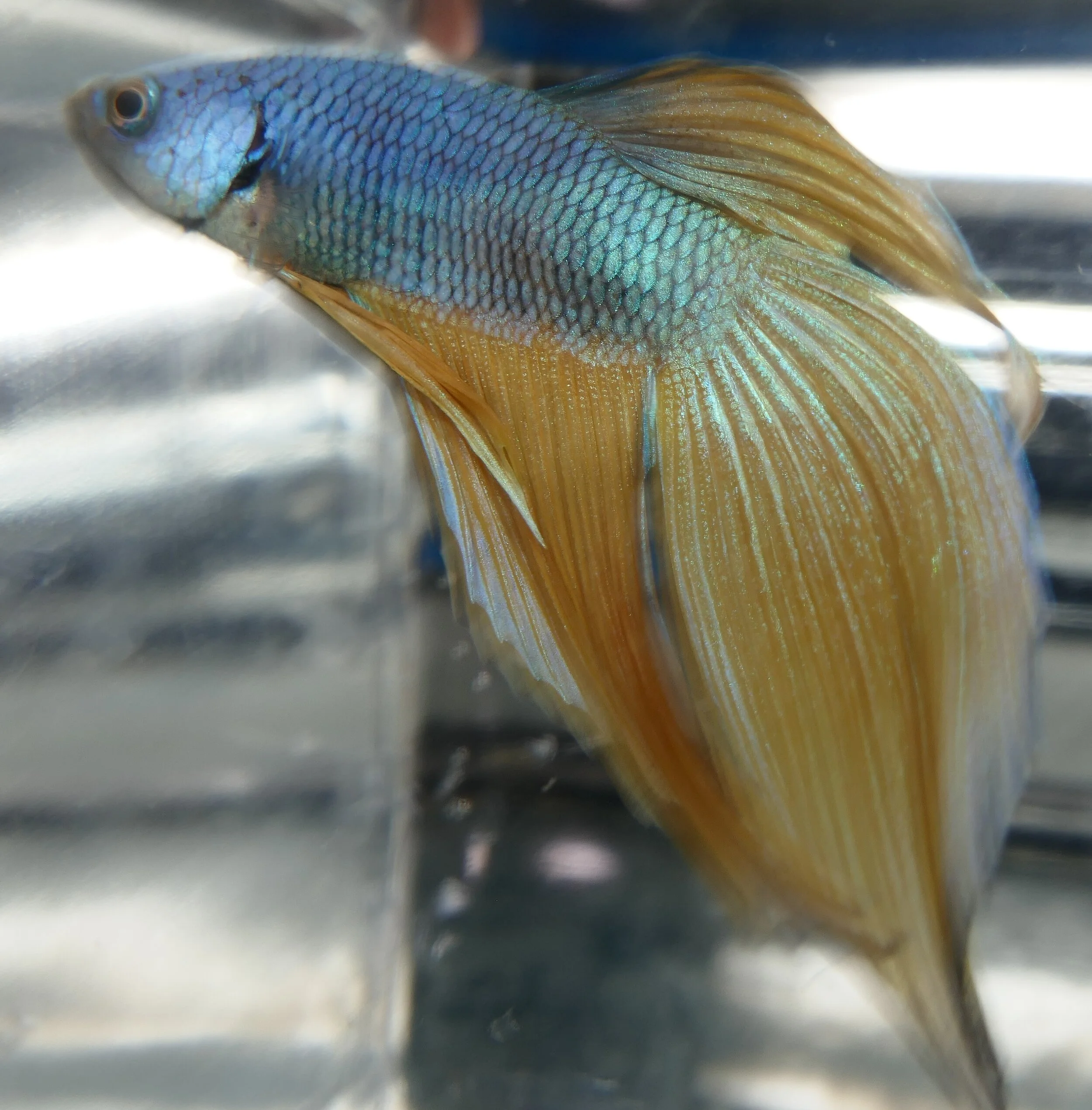 Freshwater Fish and Plants For Sale — RMS Aquaculture Inc.