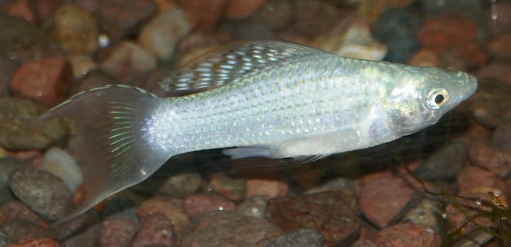Freshwater Fish and Plants For Sale — RMS Aquaculture Inc.