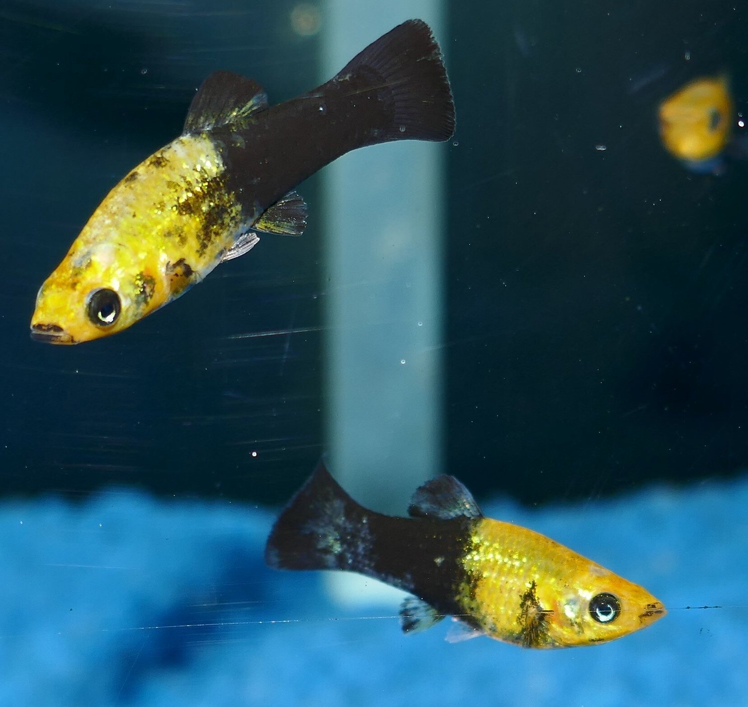 Freshwater Fish and Plants For Sale — RMS Aquaculture Inc.