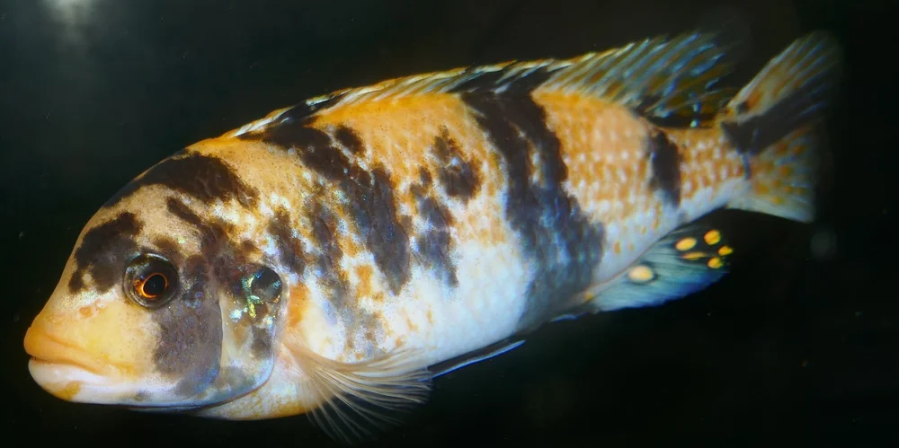 Freshwater Fish and Plants For Sale — RMS Aquaculture Inc.