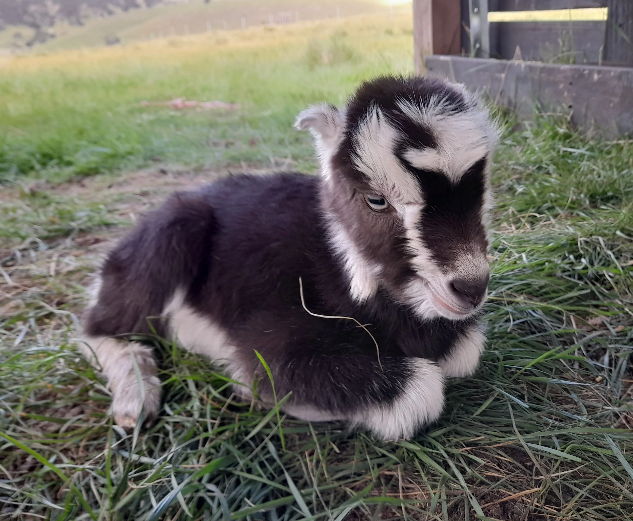 Goaty Gallery — Dreaming Goat Dairy