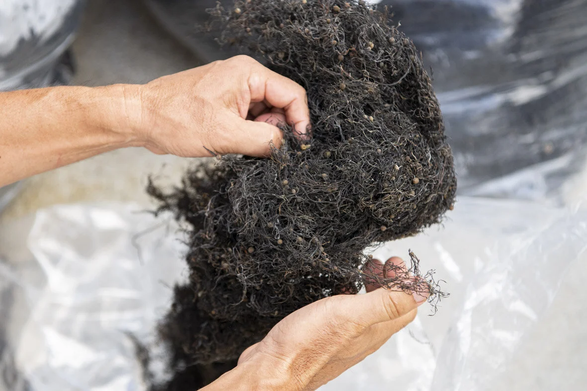 Amabito no Moshio : Seaweed Salt — THE SETOUCHI COOKBOOK