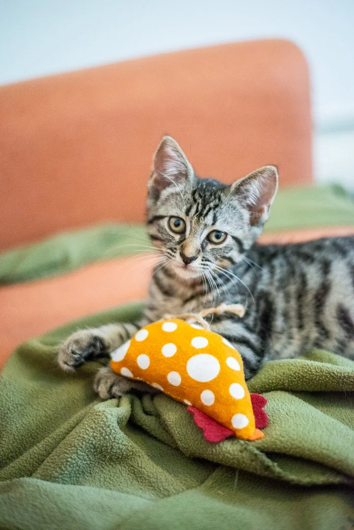 Chicken Cat Toy - Harvest Sunflower — Planet B, Inc.