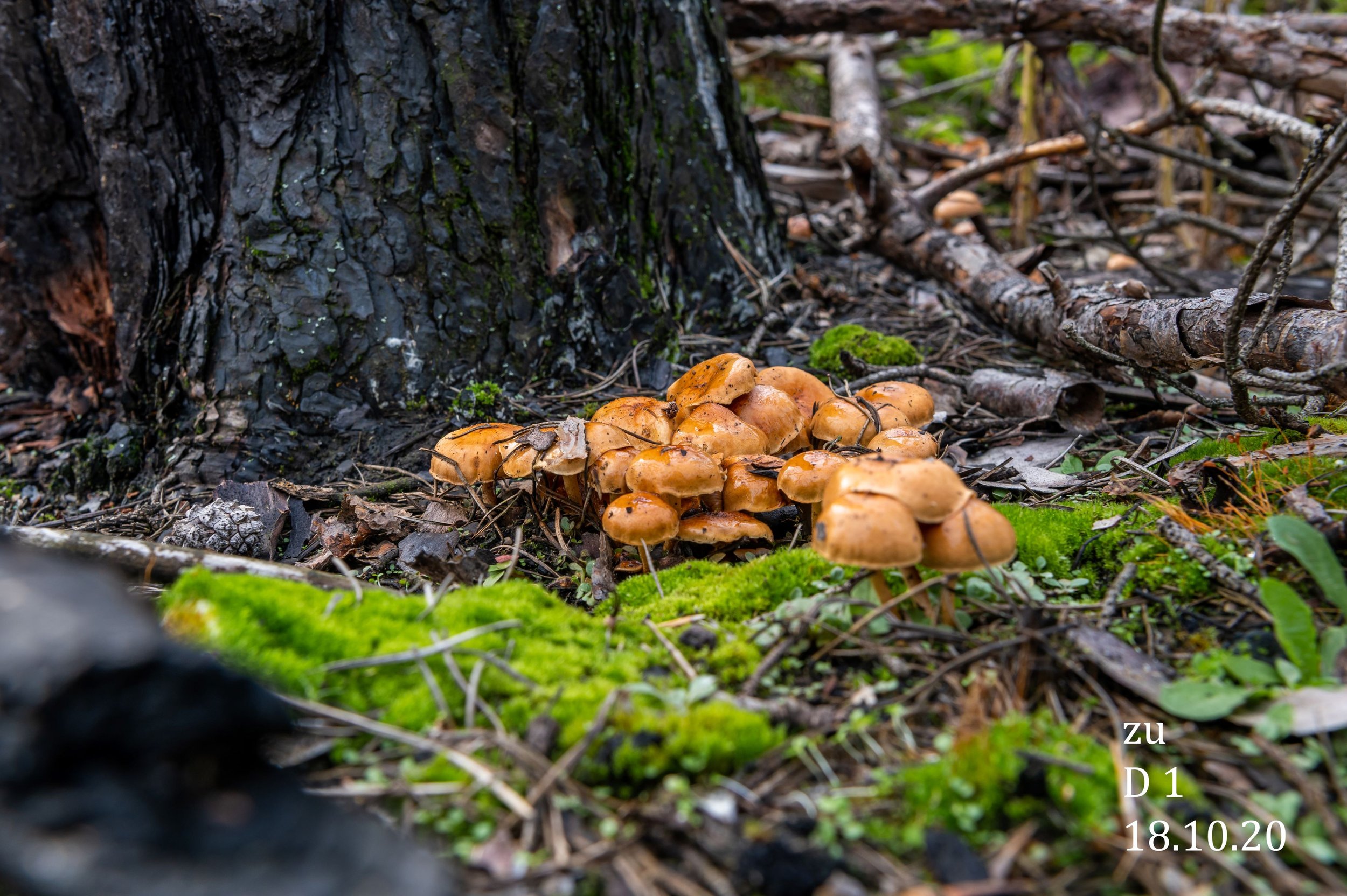 Gallery 3 — PYROPHOB