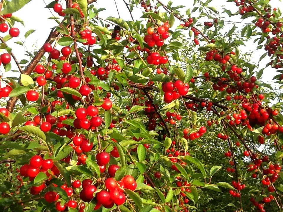 Sour Cherries — Delhaven Orchards