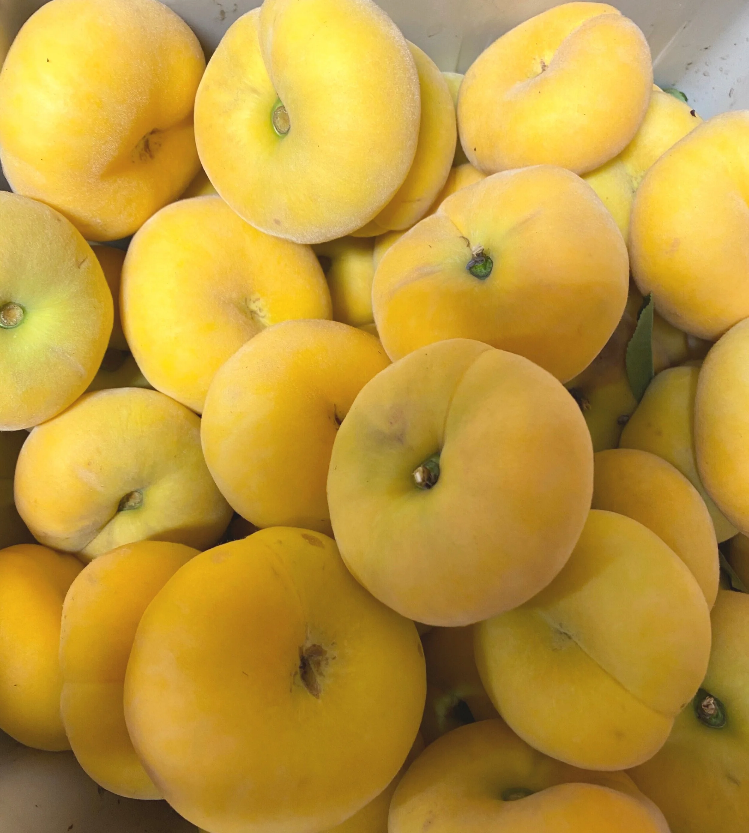 Peaches — Delhaven Orchards