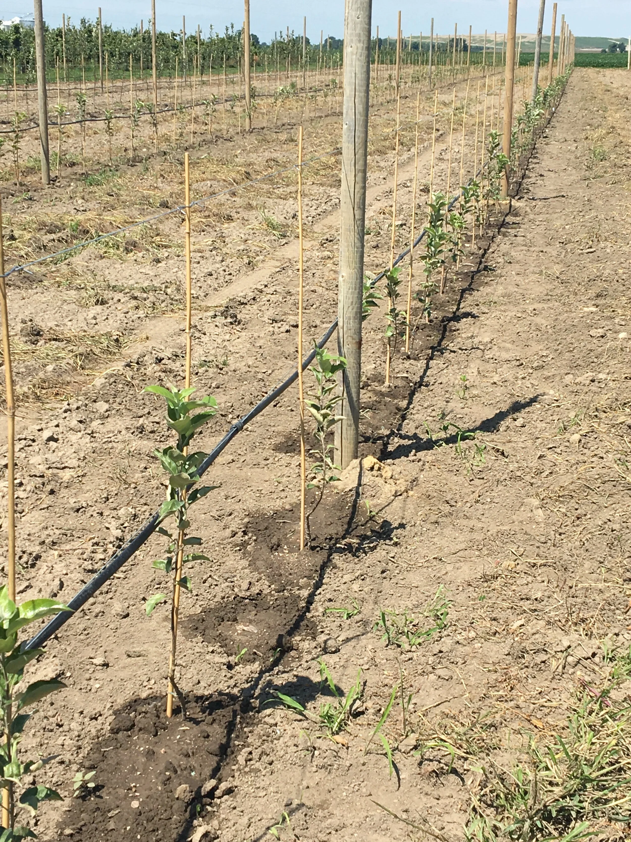 General 5 — Delhaven Orchards