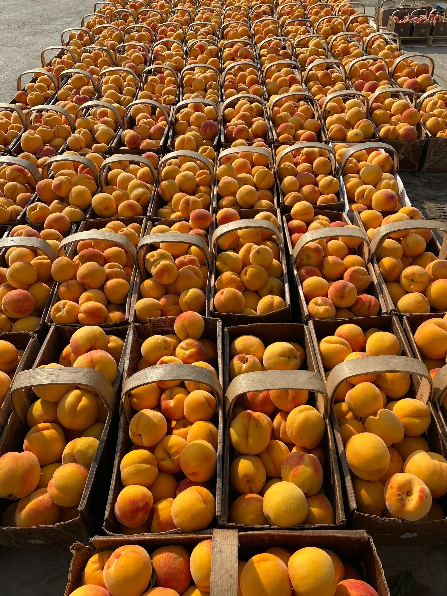Peaches — Delhaven Orchards