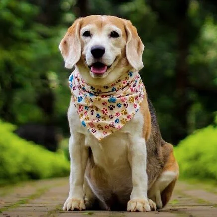 Team 1 — MCHENRY LAB