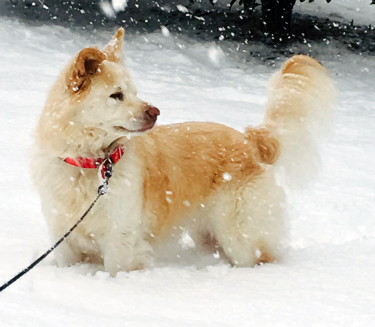 Team 1 — MCHENRY LAB