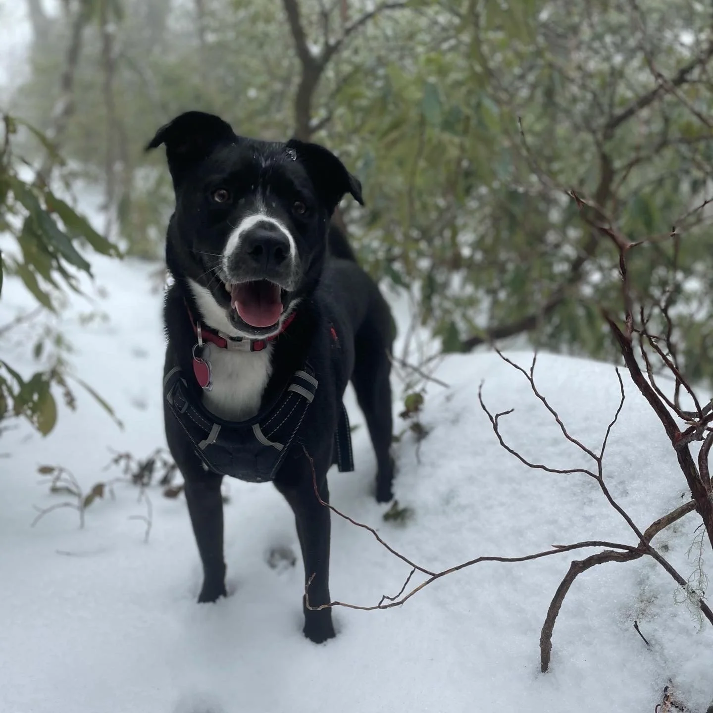 Team 1 — MCHENRY LAB