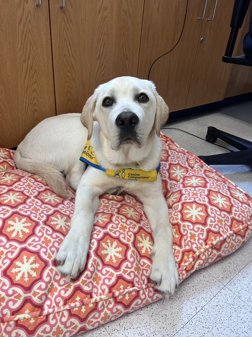 Team 1 — MCHENRY LAB