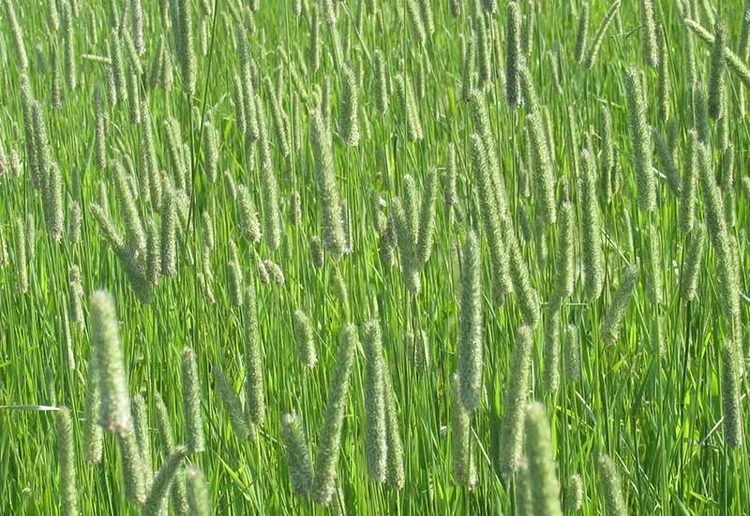 Saskatchewan Forage Seed Development Commission