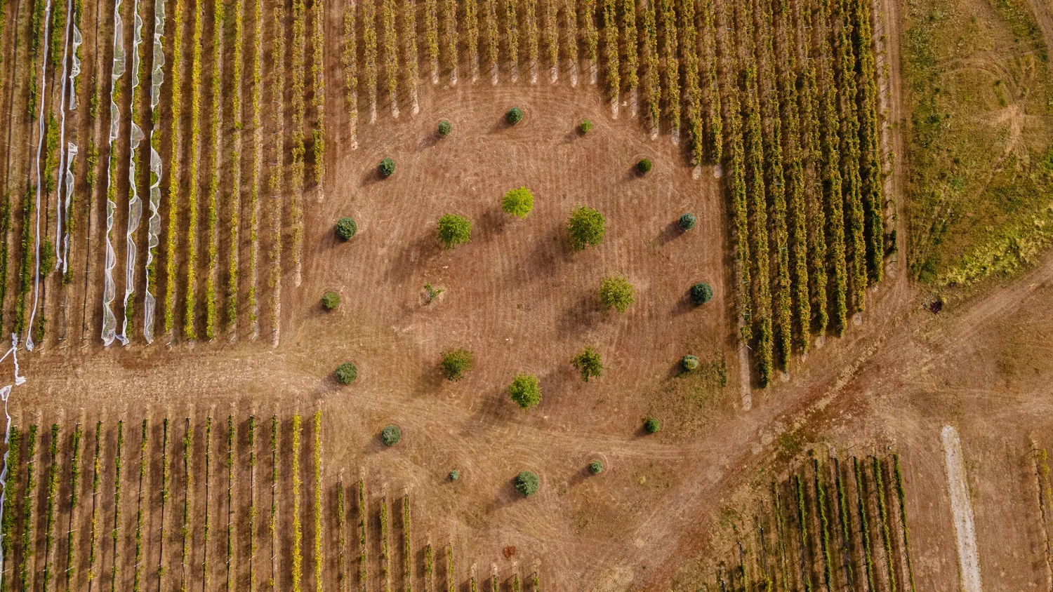 Soaring Wings Vineyard — Nebraska Wines