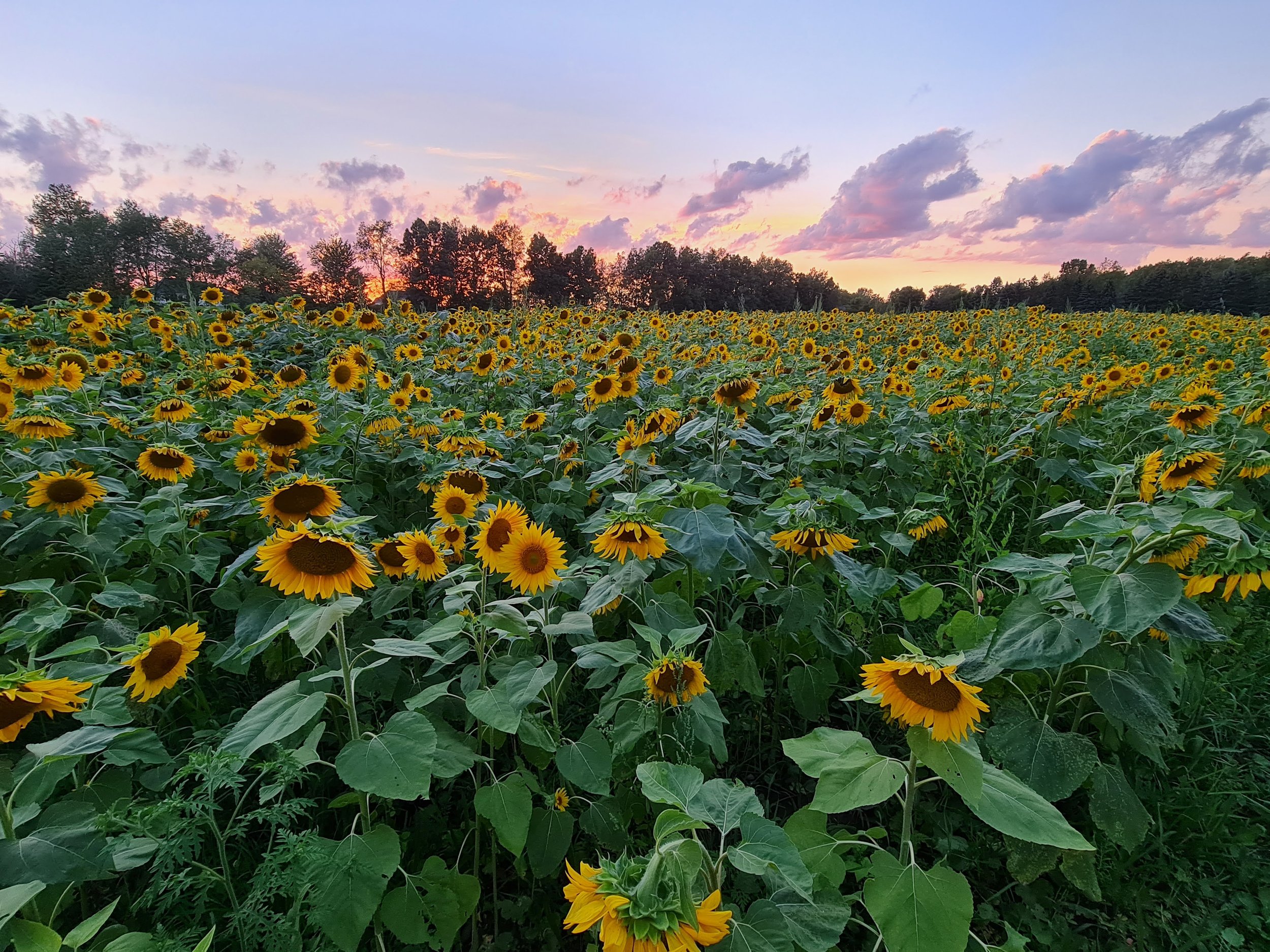 Flower Field Photography — Bloomin' Acres Farm
