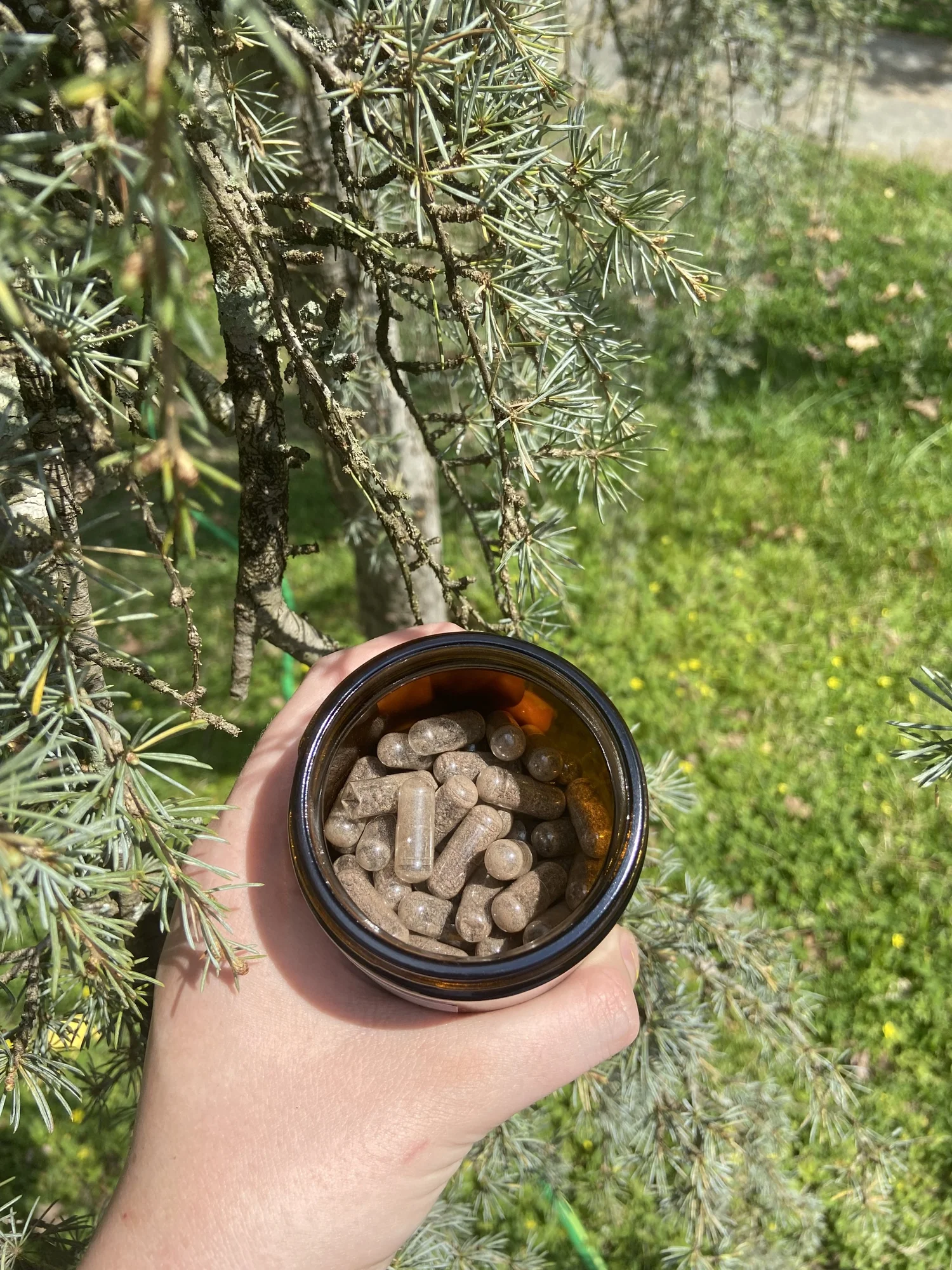 Placenta Encapsulation — MyBirth