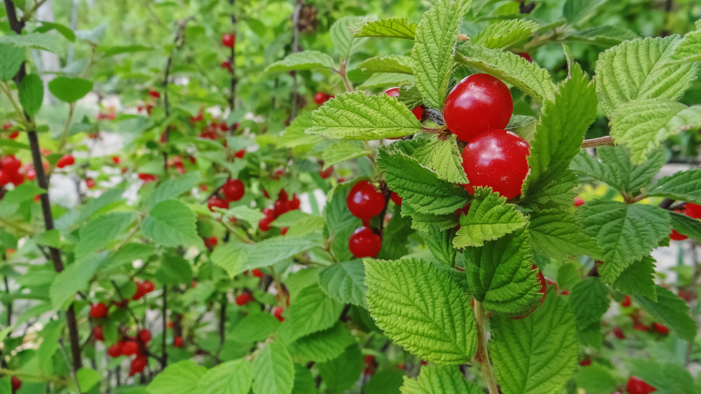 Cherry, Balaton — The Farm Between