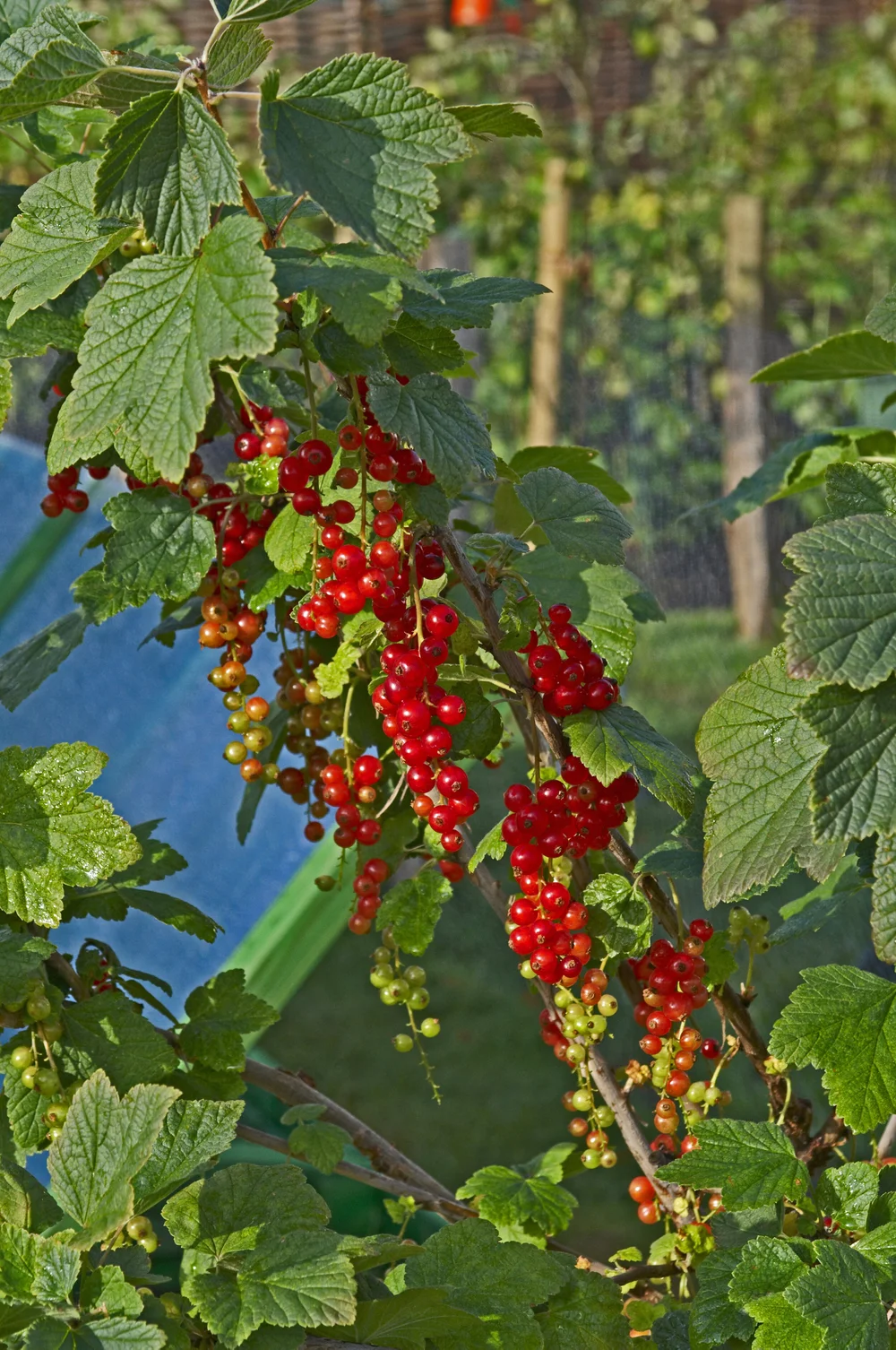 Wild Red Currant Plant