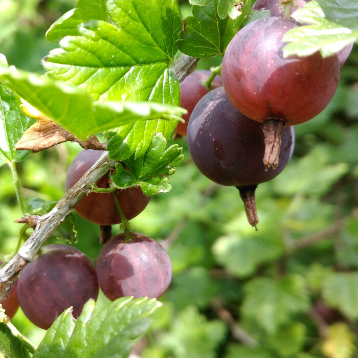 Gooseberry, Black Velvet — The Farm Between