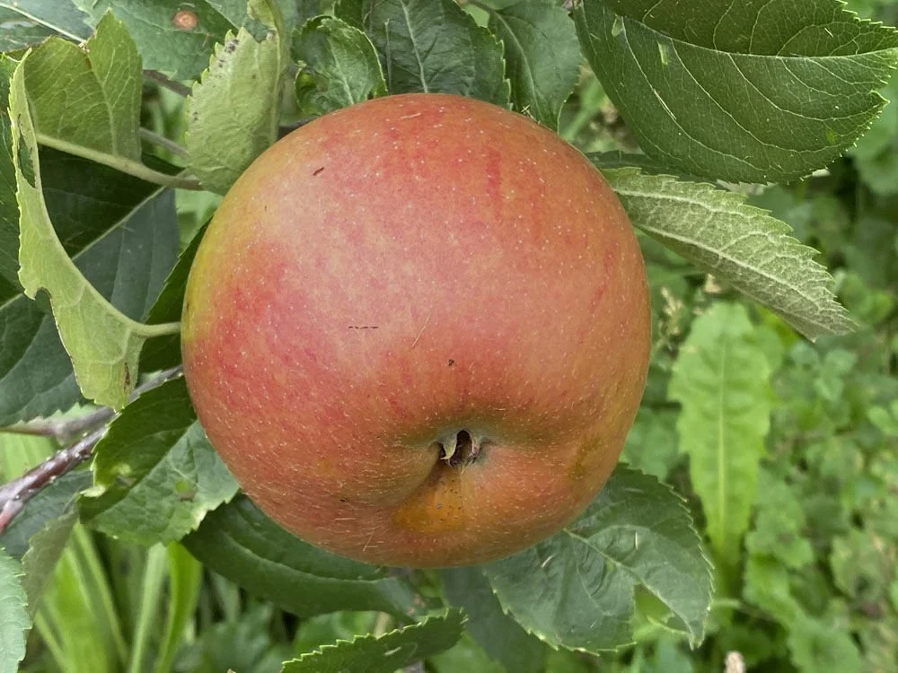 Apple — Store — The Farm Between