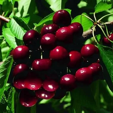 Cherry, Emperor Francis — The Farm Between