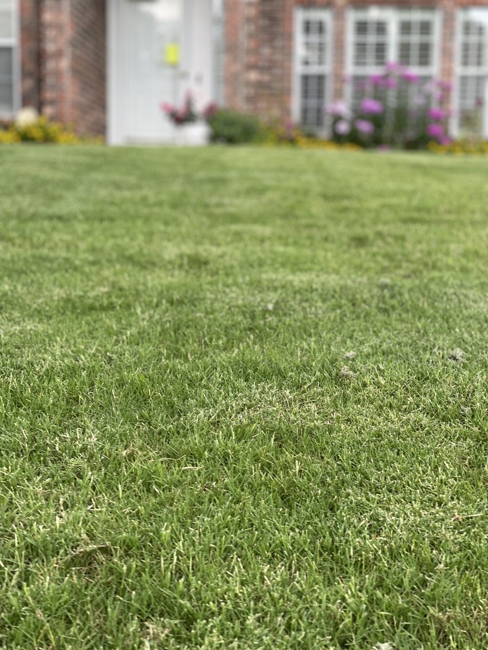 Weed Control & Fertilization Program — Sure Shot Pest & Weed Control