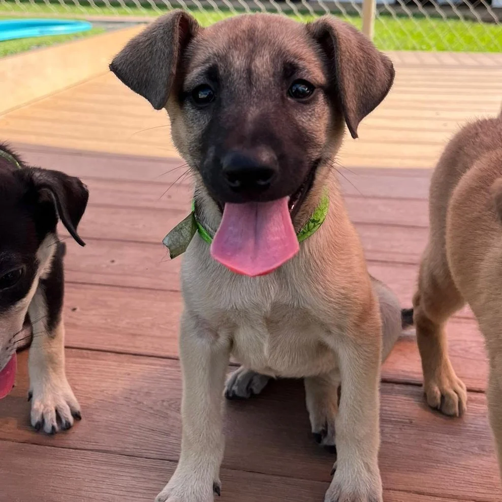 Current Adoptables — The Sato Project