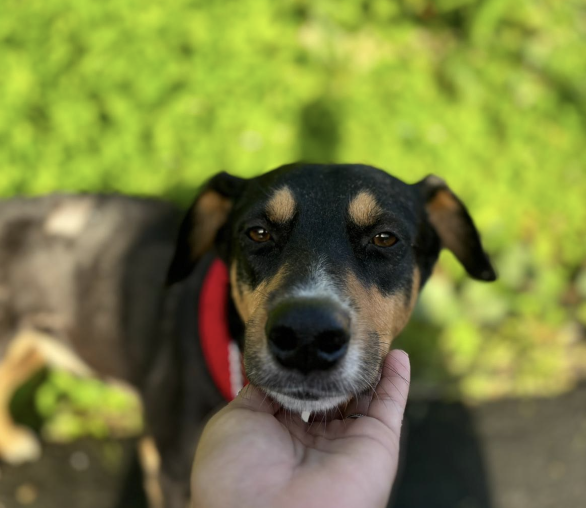 Current Adoptables — The Sato Project