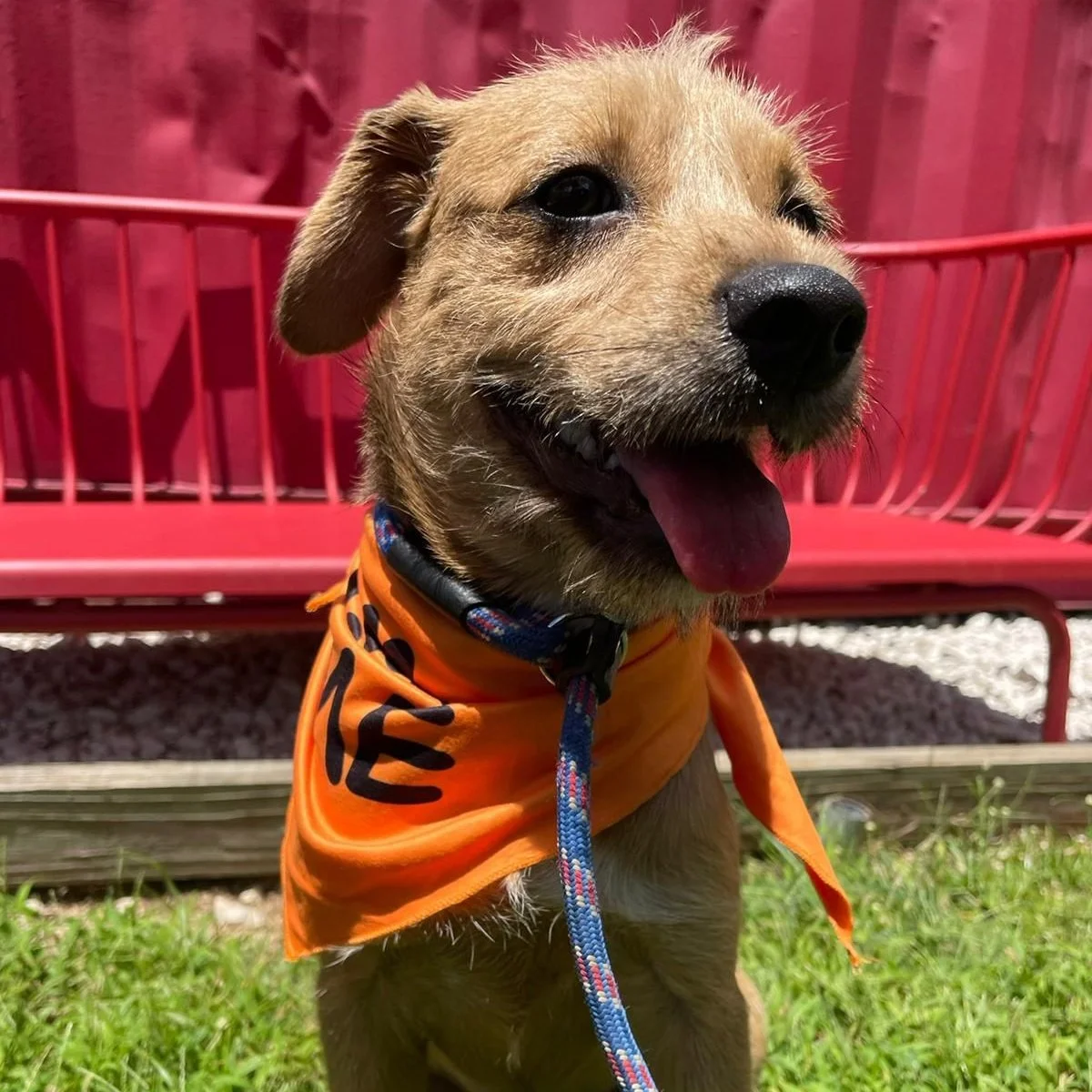 Current Adoptables — The Sato Project