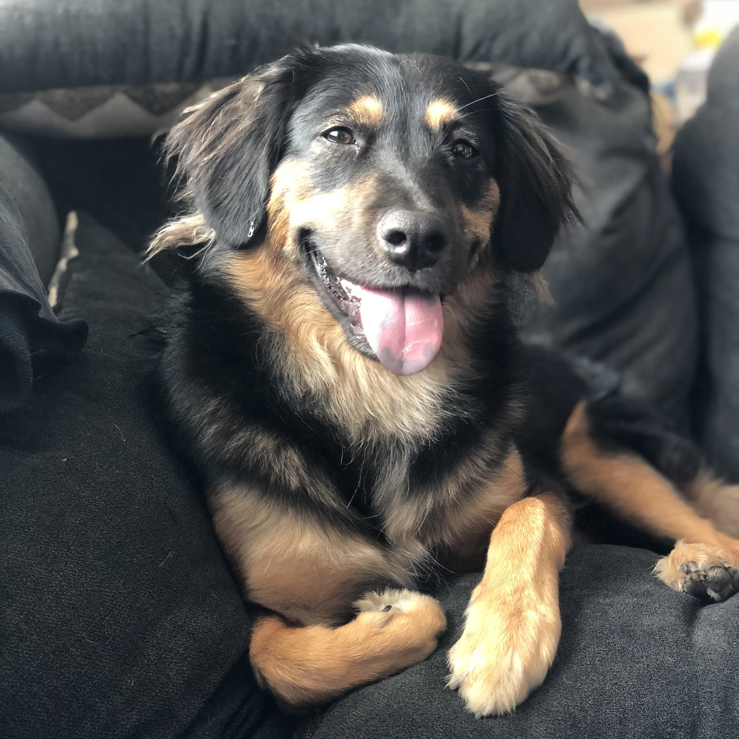 Current Adoptables — The Sato Project