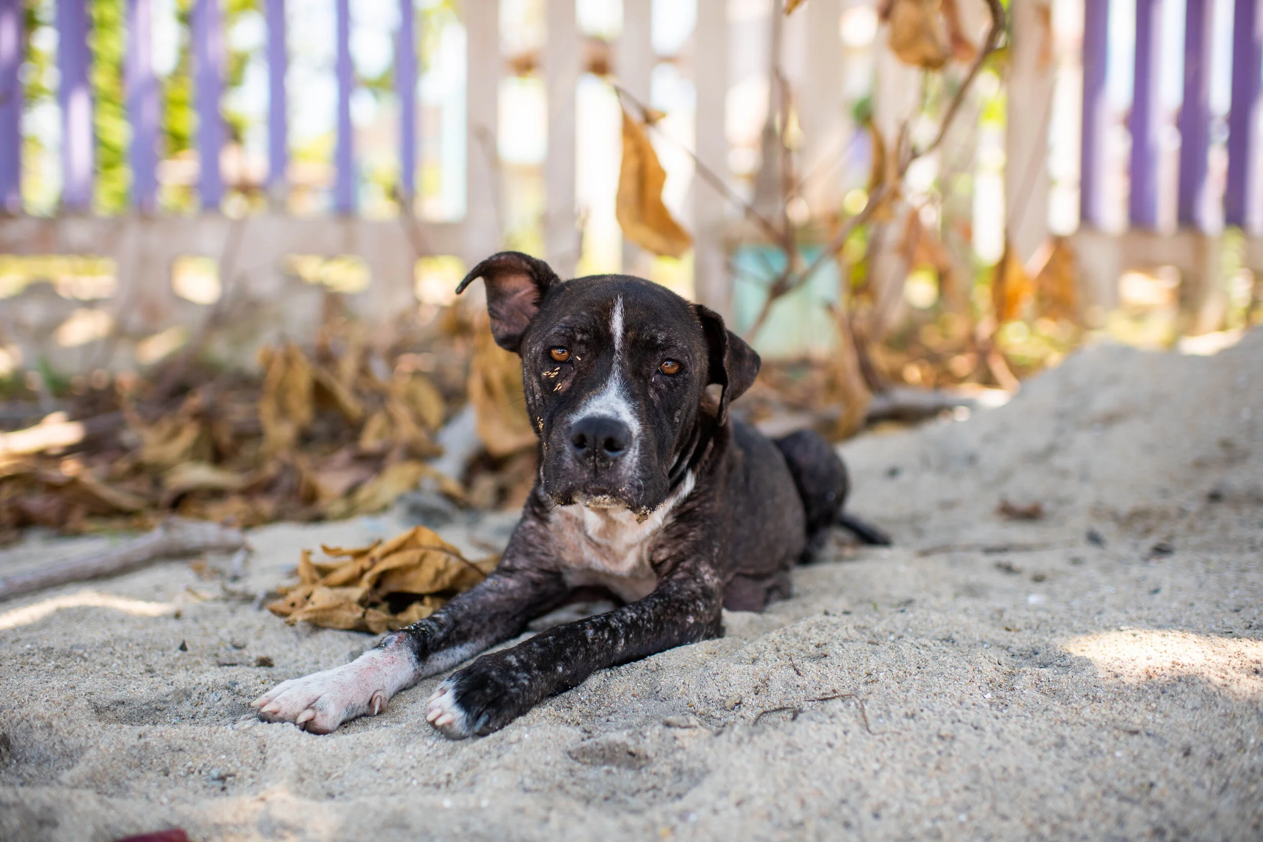 Volunteer — The Sato Project