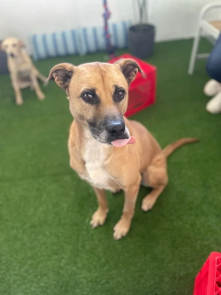 Links — The Sato Project