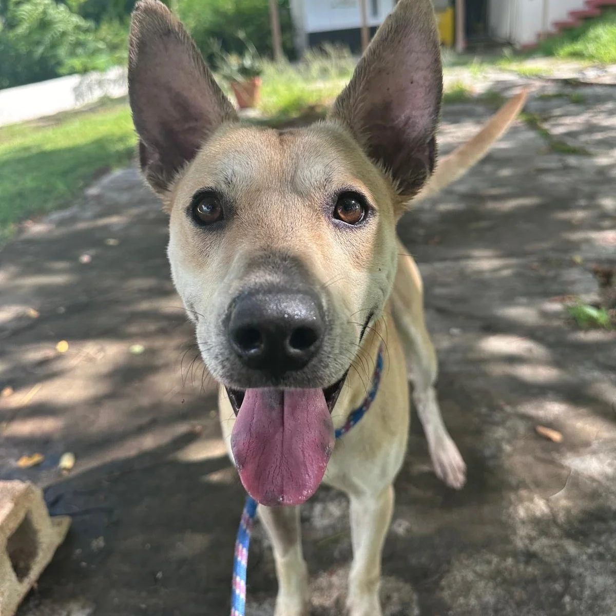 Current Adoptables — The Sato Project