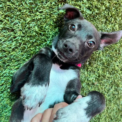 Current Adoptables — The Sato Project